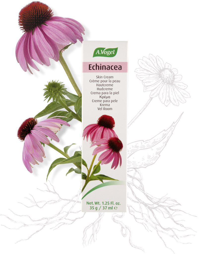 Du kan forebygge og lindre forkølelsen med Echinaforce - A. Vogel